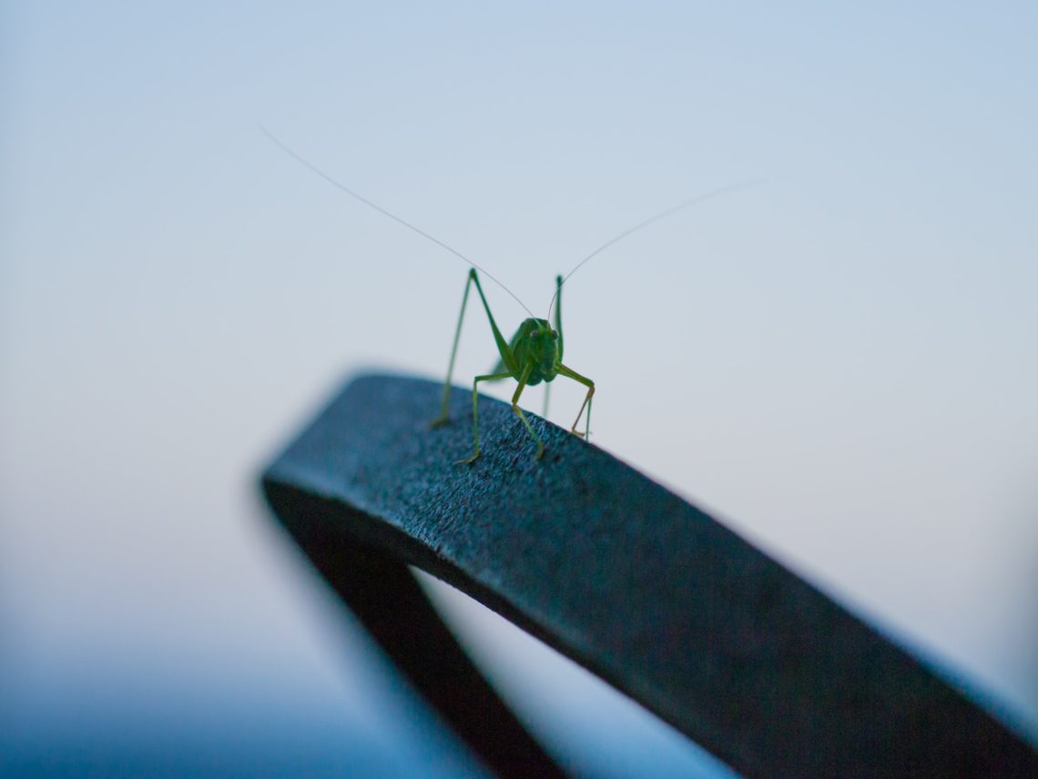 Conoce el chochín común (Troglodytidae) te sorprenderá - Vida de Aves