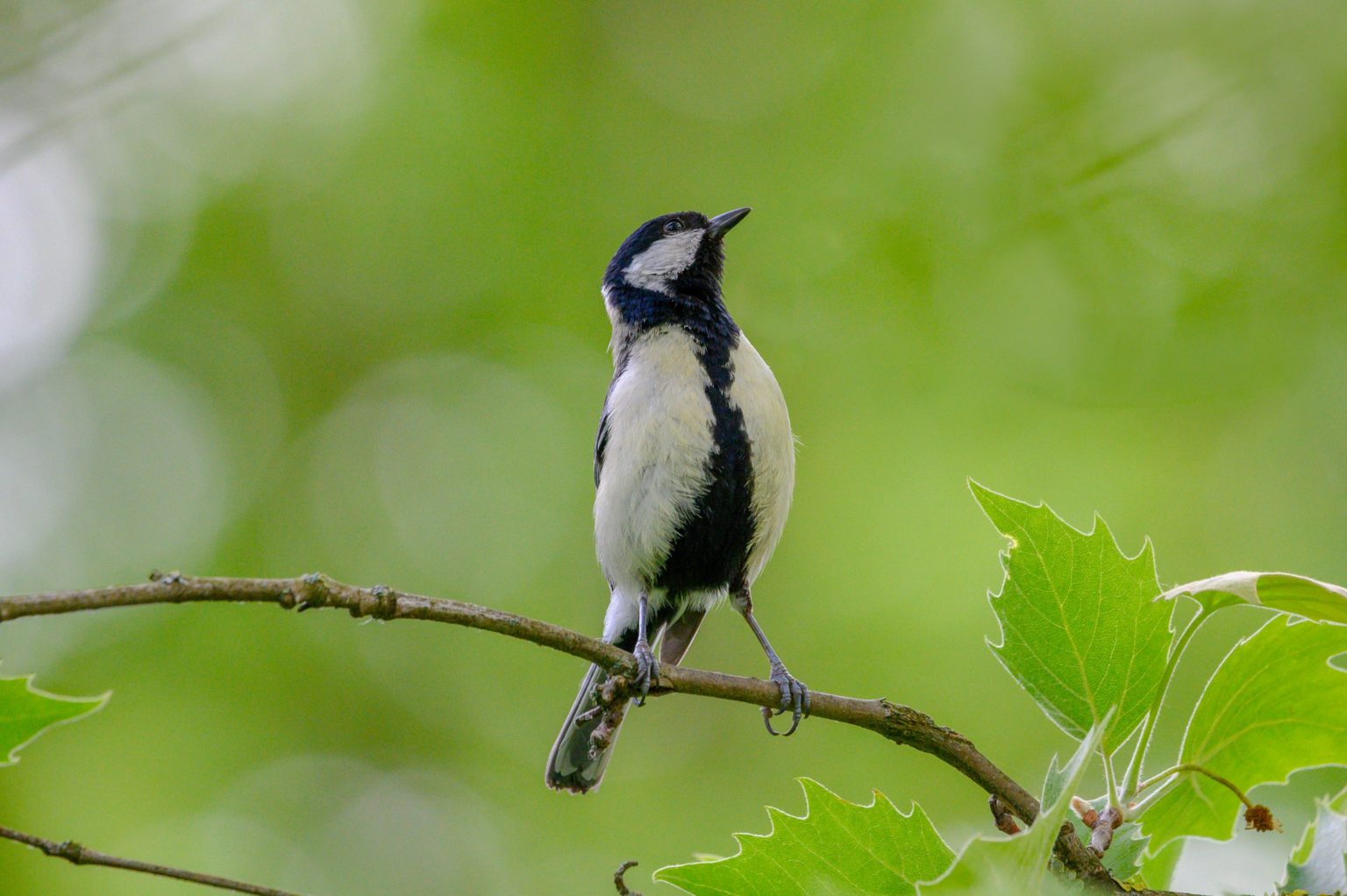 Carbonero común, ilustre ave de los bosques y el jardín - Vida de Aves