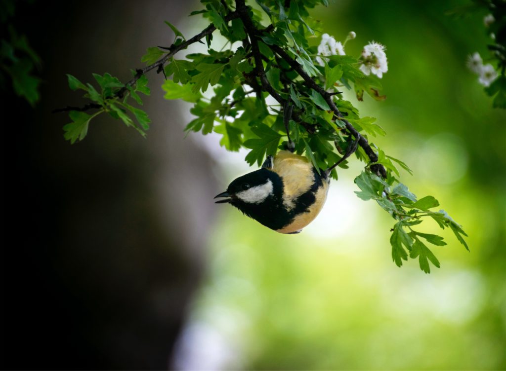 Carbonero común, ilustre ave de los bosques y el jardín - Vida de Aves