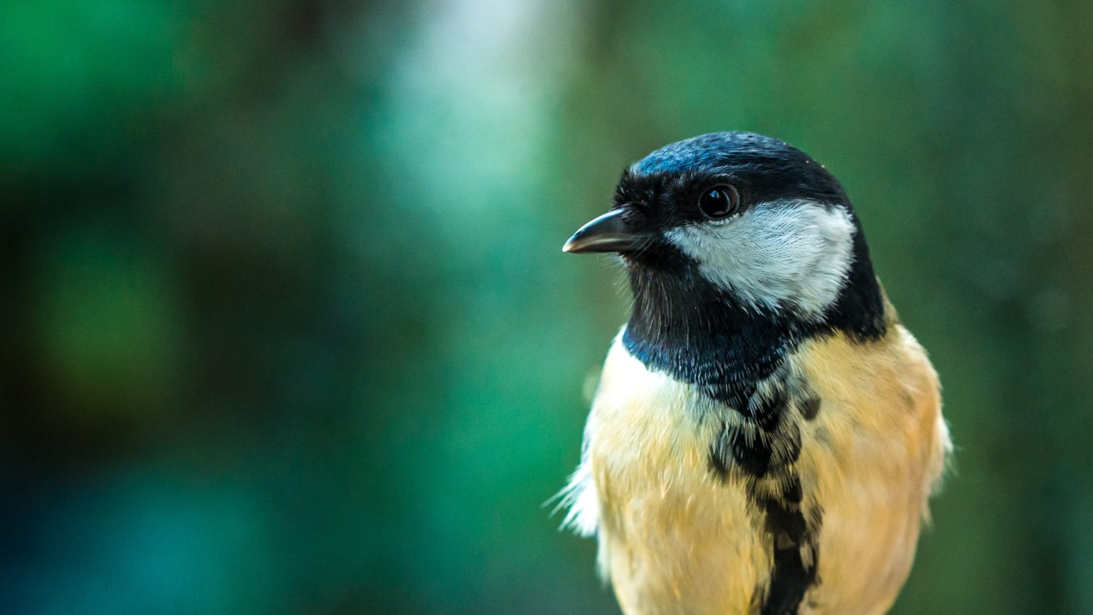 Carbonero común, ilustre ave de los bosques y el jardín - Vida de Aves