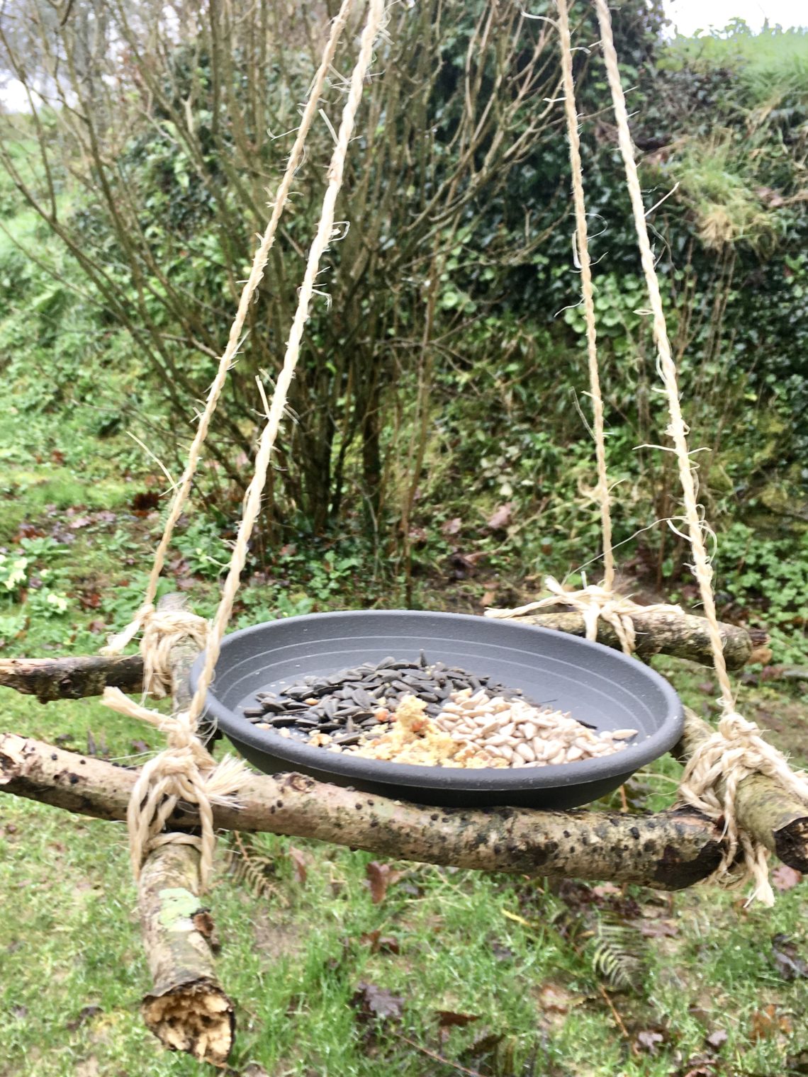 Cómo hacer un comedero para aves silvestres - Vida de Aves